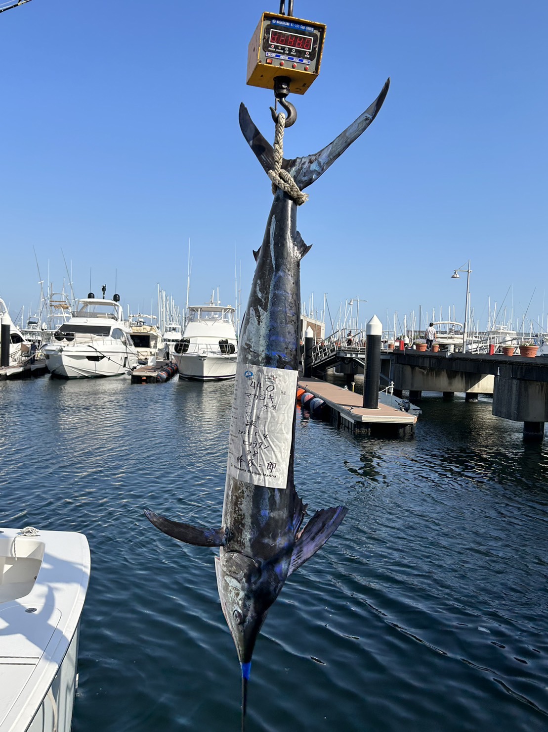 ☆祝☆ VIKING44様 YBM今年初カジキ！！【菅原】 - レグルスマリン